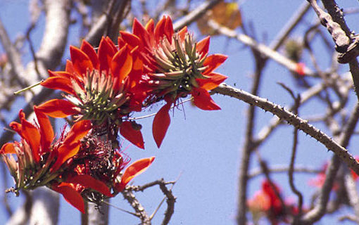 Kannada pocket guide for Common Avenue trees of Karnataka – Bengaluru ...