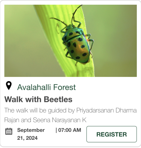 Walk with Beetles ~ by ATREE – Bengaluru Sustainability Forum